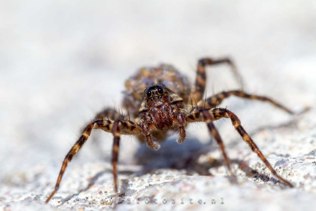 Wolfspin | met jongen op haar rug | macrofotografie