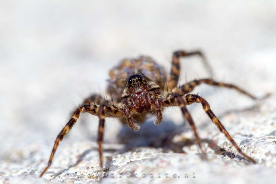 Wolfspin | met jongen op haar rug | macrofotografie
