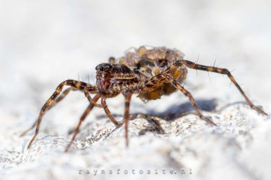 Wolfspin | met jongen op haar rug | macrofotografie