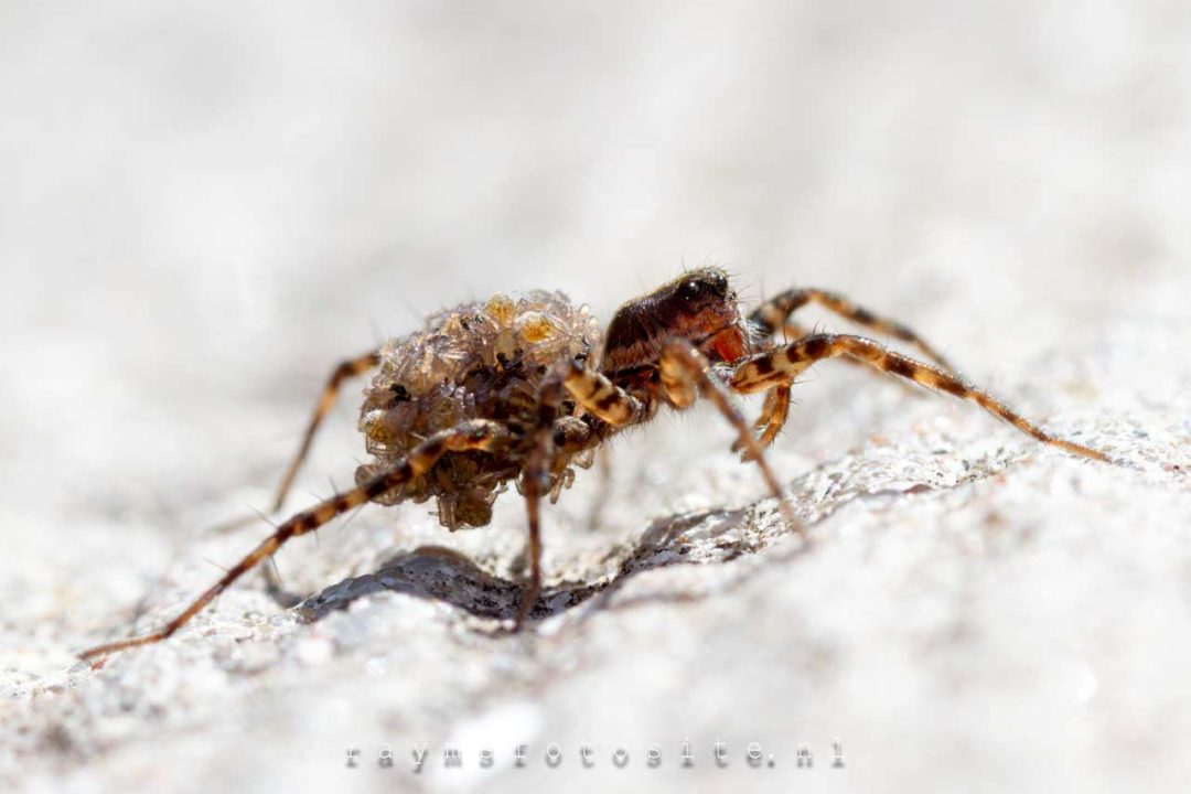 Wolfspin | met jongen op haar rug | macrofotografie