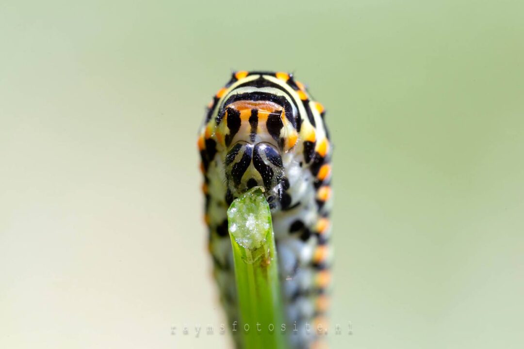 Koninginnenpage rups | Foto`s van deze prachtige rups