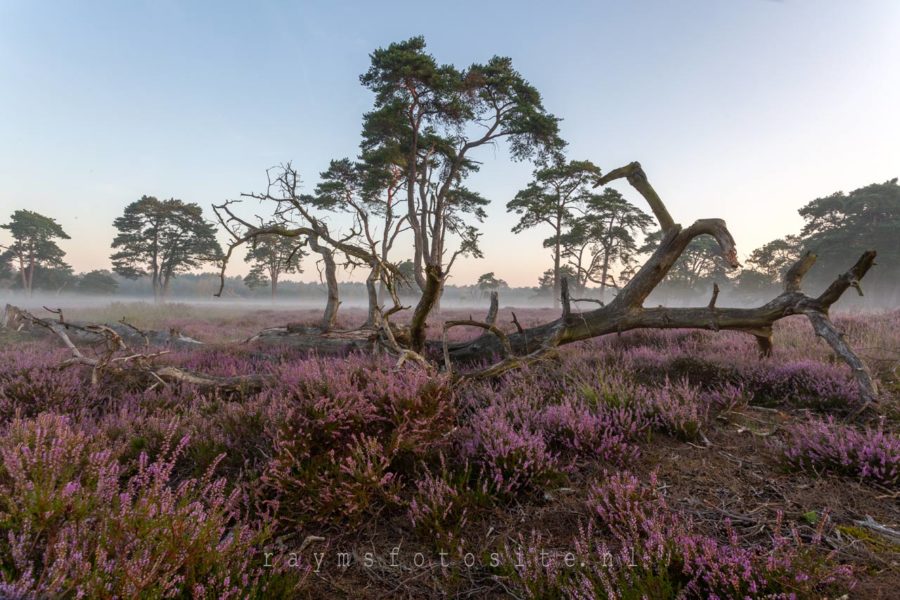 Bloeiende heide | Strijbeekse Heide | Grondmist zonsopkomst