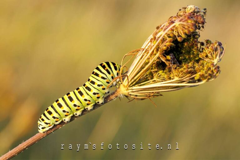 Koninginnenpage rups | Foto`s van deze prachtige rups