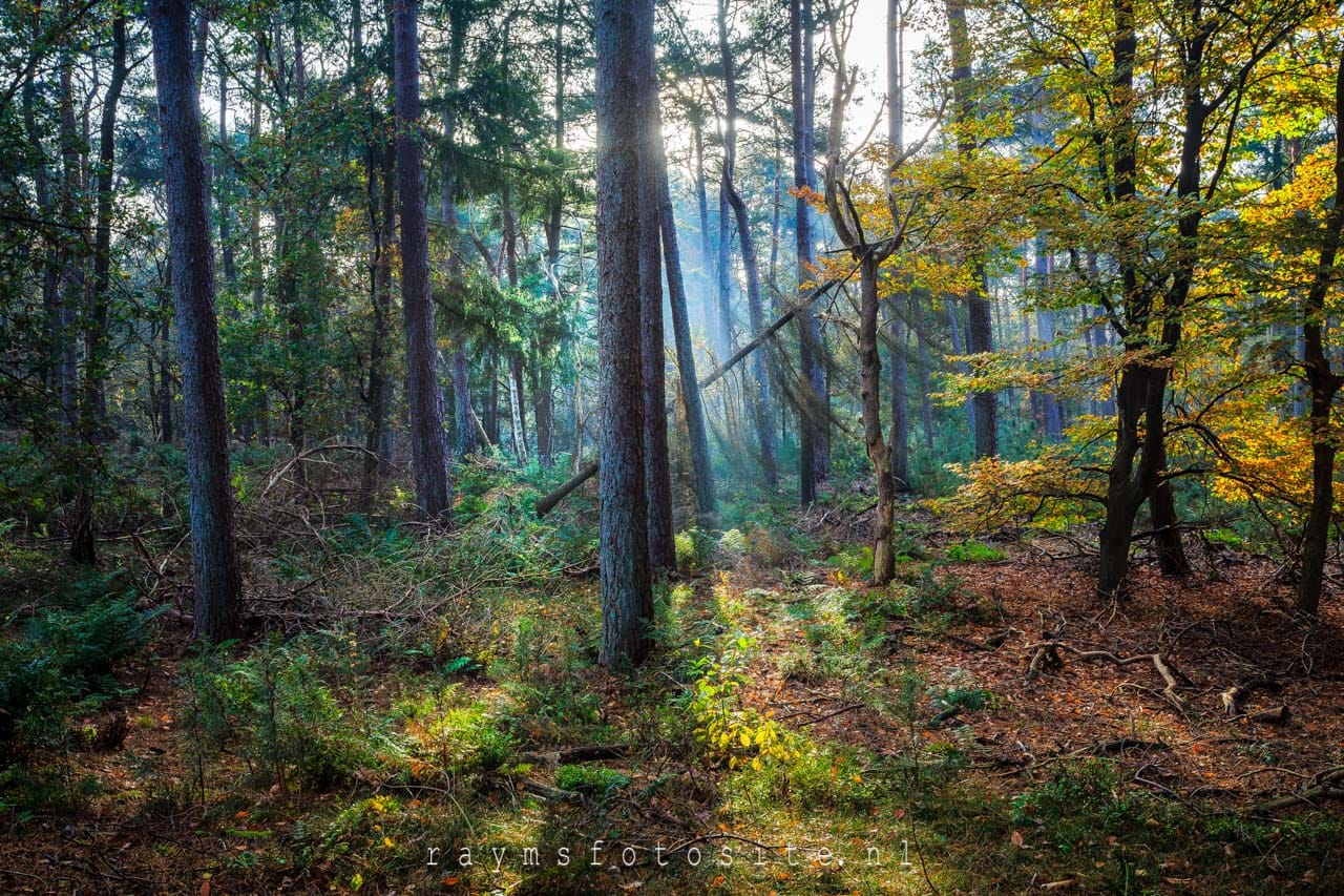 Leersumse veld | Herfst | Leersumse plassen | Natuurgebied