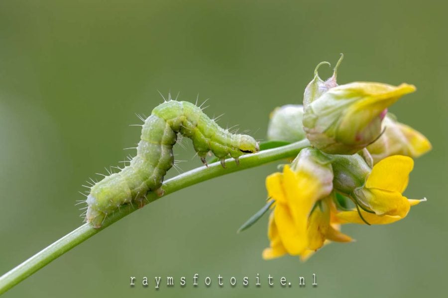 Rupsen foto`s | Bijzondere rupsen | Hermelijnvlinder | Wolfsmelkpijlstaart