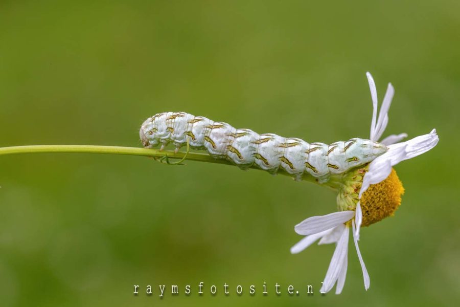 Rupsen | Bijzondere rupsen | Hermelijnvlinder | Wolfsmelkpijlstaart