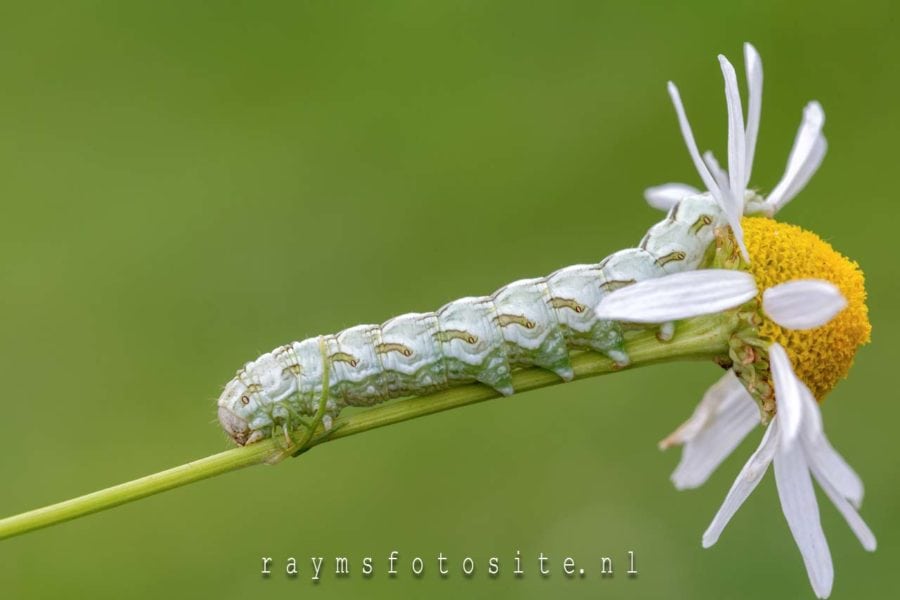 Rupsen | Bijzondere rupsen | Hermelijnvlinder | Wolfsmelkpijlstaart