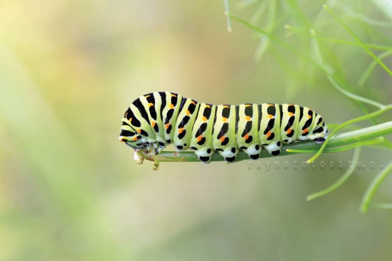 Koninginnenpage rups | Foto`s van deze prachtige rups