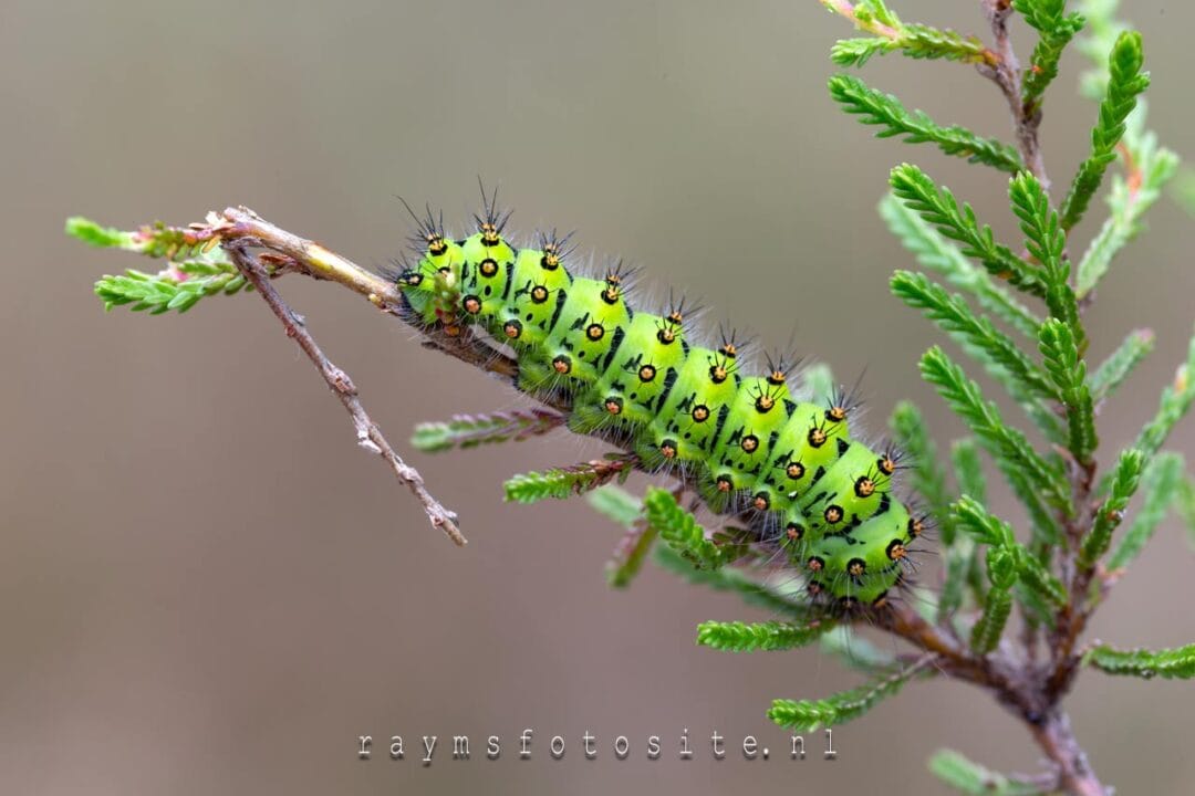 Rupsen | Bijzondere rupsen | Hermelijnvlinder | Wolfsmelkpijlstaart