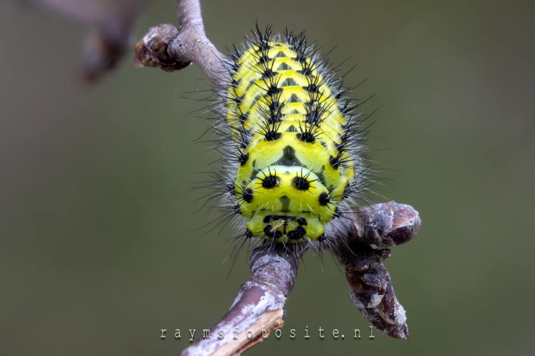 Rupsen | Bijzondere rupsen | Hermelijnvlinder | Wolfsmelkpijlstaart