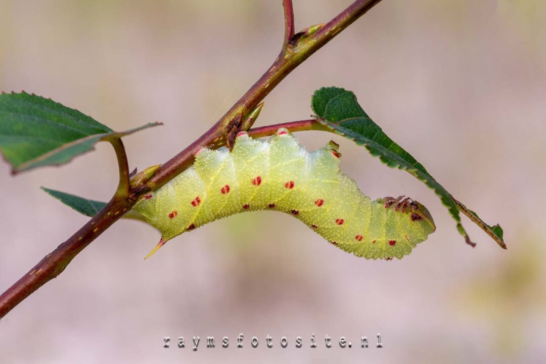 Rupsen | Bijzondere rupsen | Hermelijnvlinder | Wolfsmelkpijlstaart