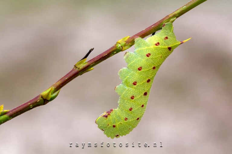 Rupsen | Bijzondere rupsen | Hermelijnvlinder | Wolfsmelkpijlstaart