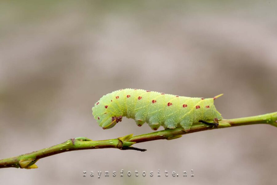 Rupsen | Bijzondere rupsen | Hermelijnvlinder | Wolfsmelkpijlstaart