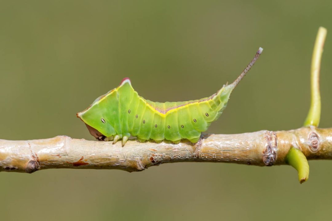 Rupsen | Bijzondere rupsen | Hermelijnvlinder | Wolfsmelkpijlstaart
