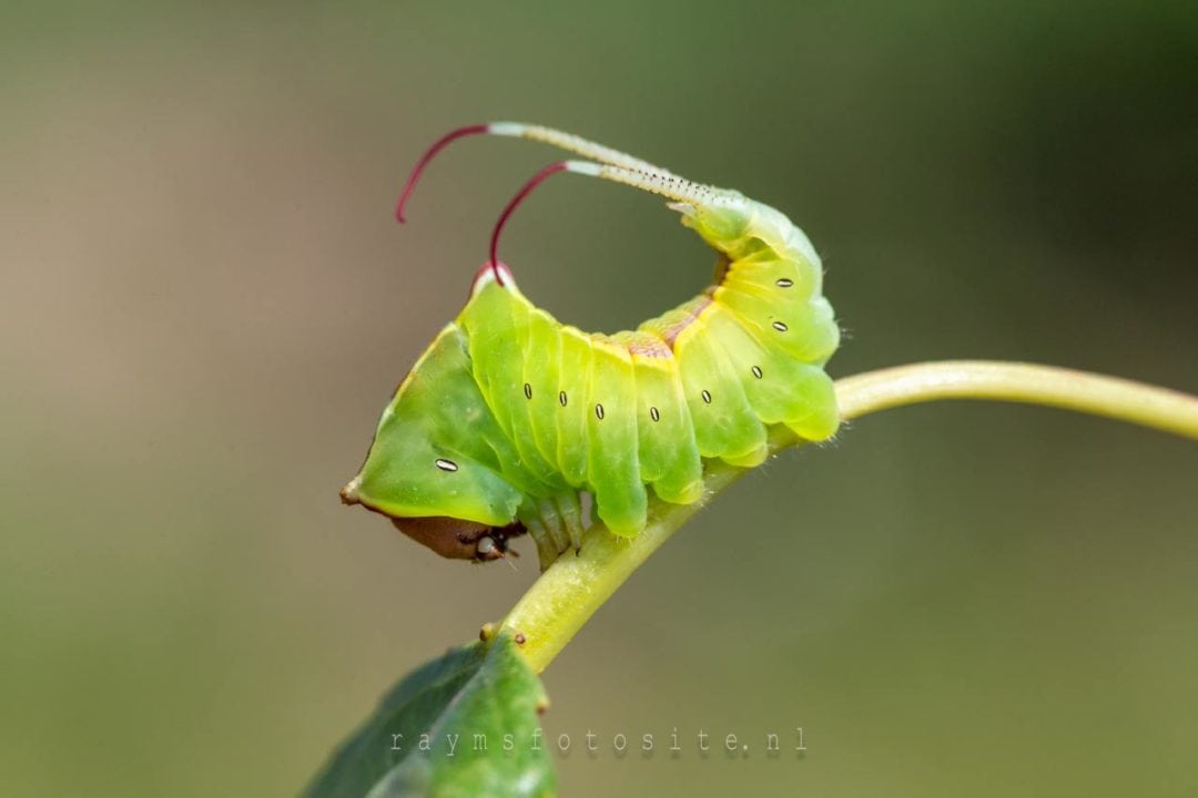 Rupsen | Bijzondere rupsen | Hermelijnvlinder | Wolfsmelkpijlstaart