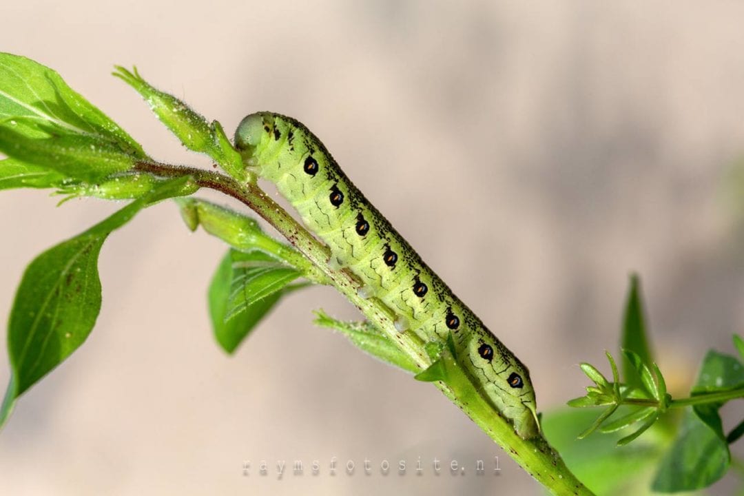Rupsen | Bijzondere rupsen | Hermelijnvlinder | Wolfsmelkpijlstaart