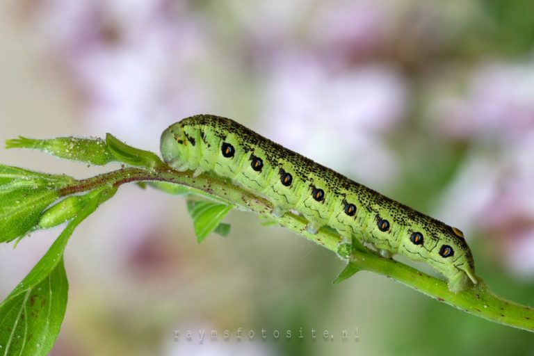 Rupsen | Bijzondere rupsen | Hermelijnvlinder | Wolfsmelkpijlstaart