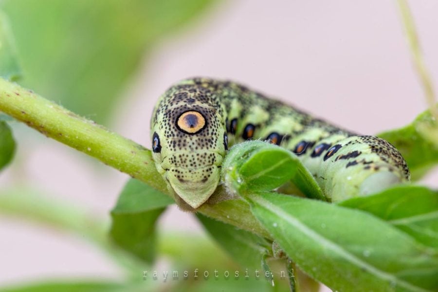 Rupsen | Bijzondere rupsen | Hermelijnvlinder | Wolfsmelkpijlstaart