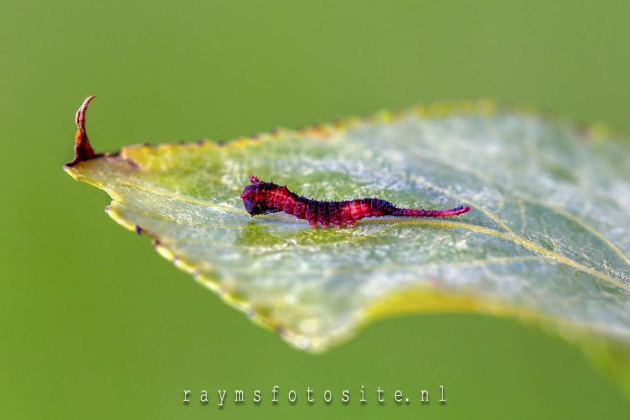 Vlinders en Rupsen | Bijzondere vlinders en rupsen