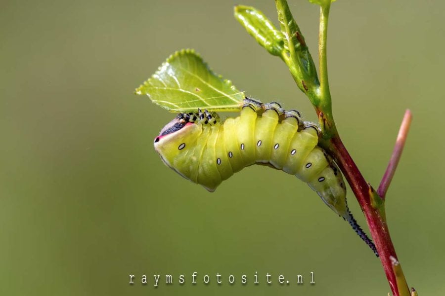 Vlinders en Rupsen | Bijzondere vlinders en rupsen