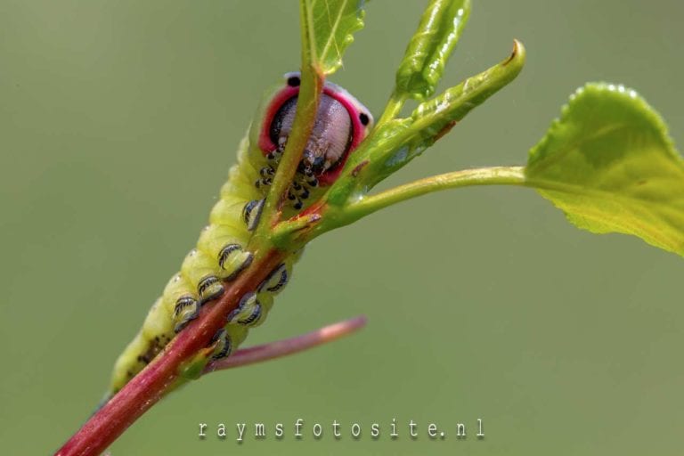 Vlinders en Rupsen | Bijzondere vlinders en rupsen