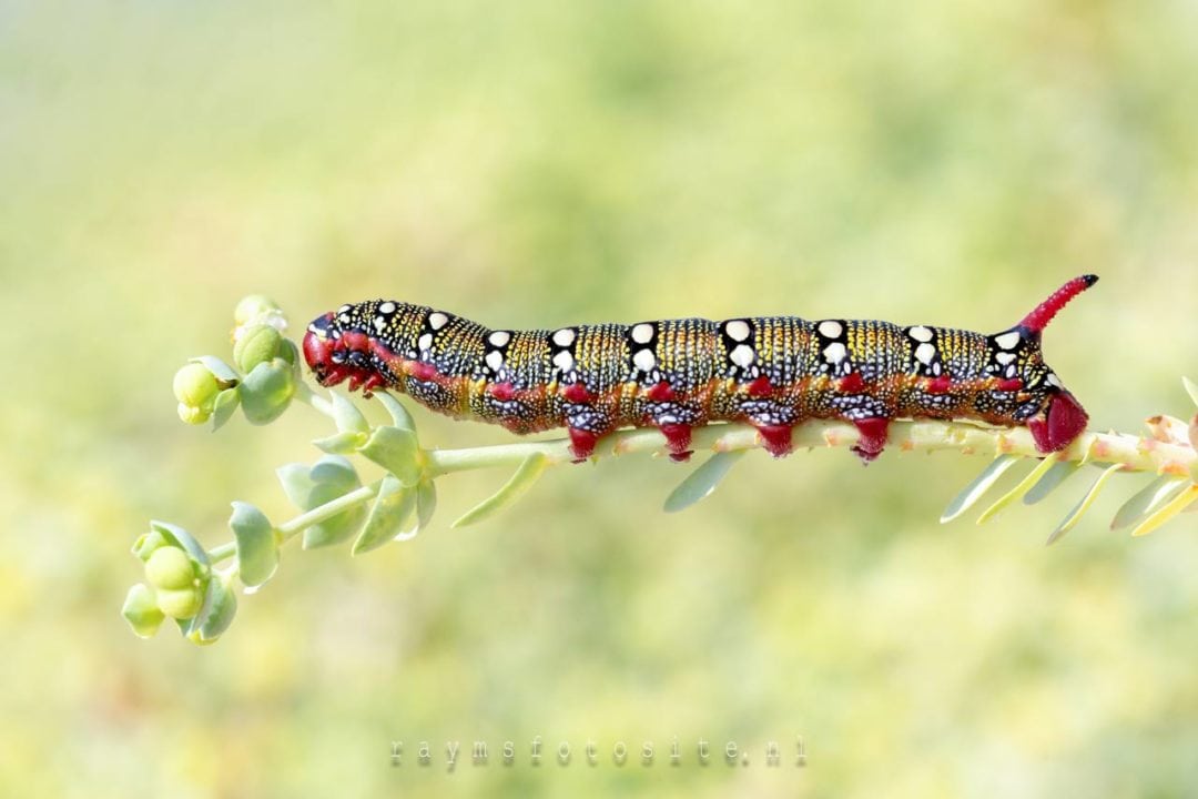 Rupsen | Bijzondere rupsen | Hermelijnvlinder | Wolfsmelkpijlstaart