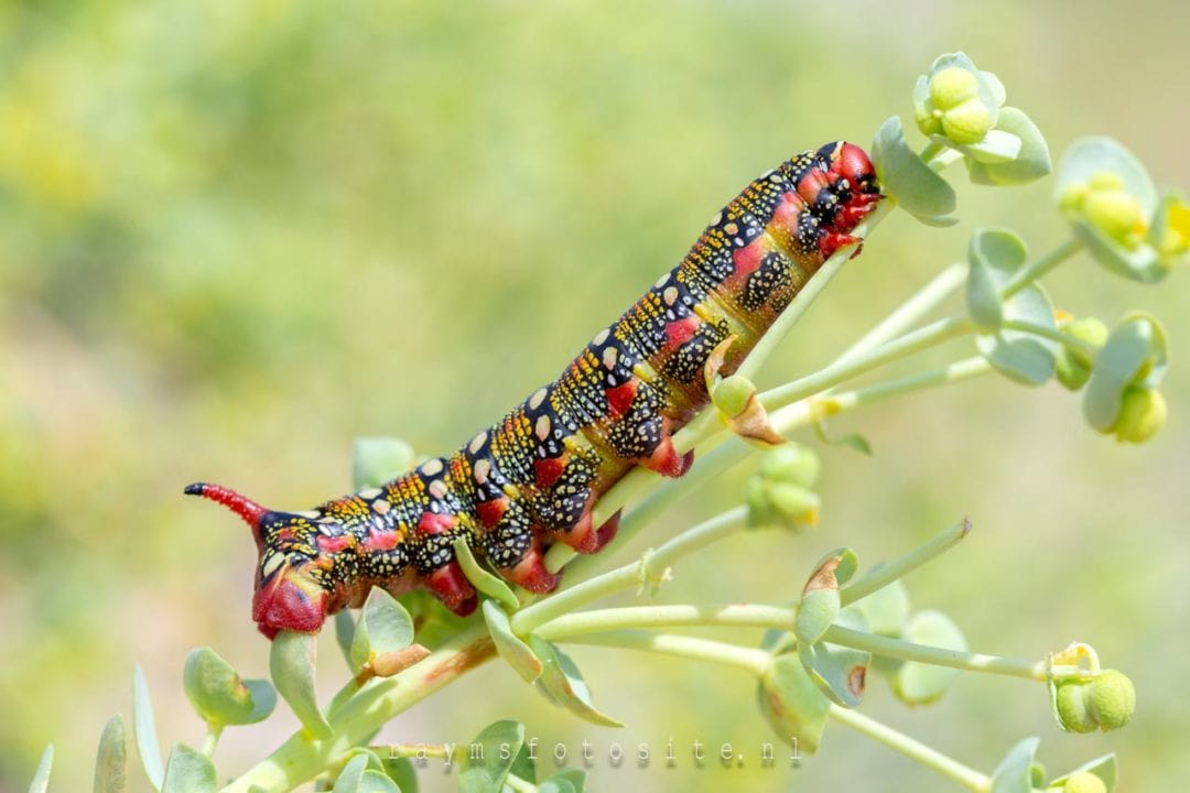 Rupsen | Bijzondere rupsen | Hermelijnvlinder | Wolfsmelkpijlstaart