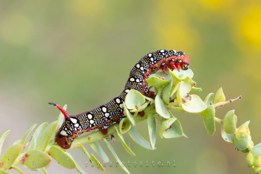 Rupsen | Bijzondere rupsen | Hermelijnvlinder | Wolfsmelkpijlstaart