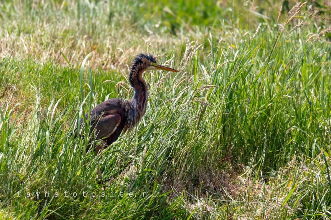 Purperreiger | Ardea purpurea | Foto`s van deze mooie reiger