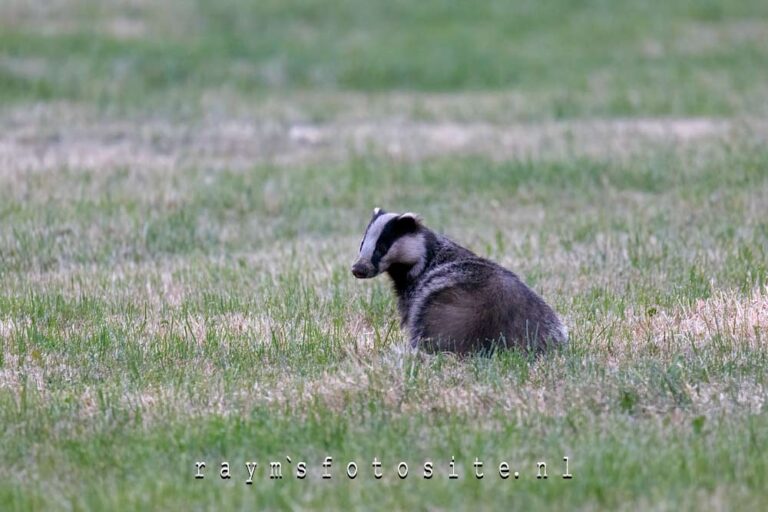 Dassen | dieren | Wildfotografie in Nederland | Meles meles
