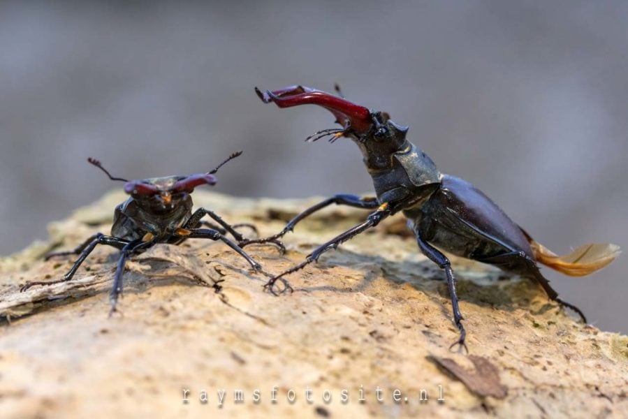 Vliegend hert | Limburg | Lucanus cervus | Grootste kever Europa