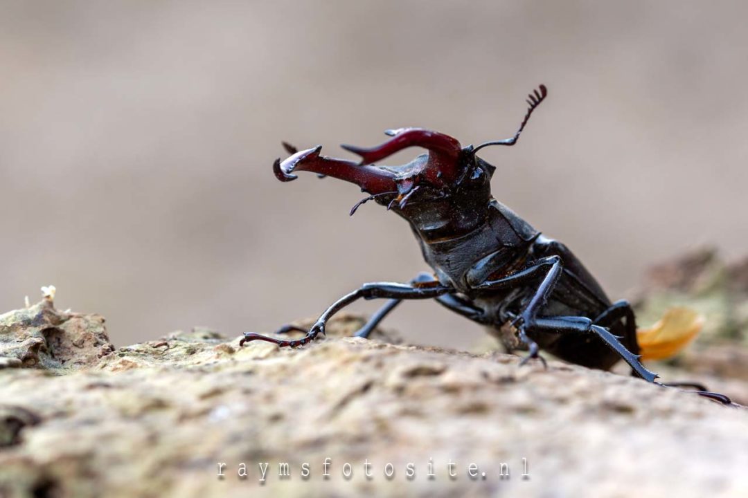 Vliegend hert | Limburg | Lucanus cervus | Grootste kever Europa
