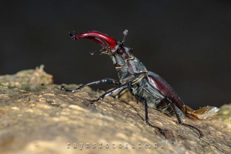 Vliegend hert | Limburg | Lucanus cervus | Grootste kever Europa