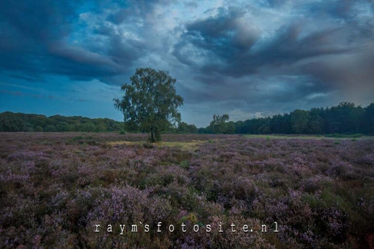 Hoorneboegse heide | Paarse heide | Zonsondergang | Hilversum
