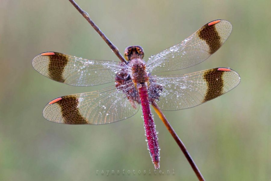Libellen | Foto`s van diverse libellen en waterjuffers | macro