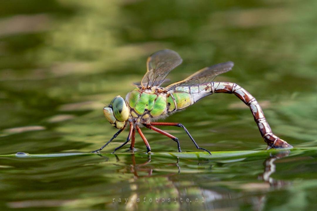 Grote Keizerlibel | Anax imperator | Larvehuidje | uitsluipen