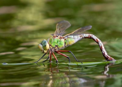 Libellen | Foto`s van diverse libellen en waterjuffers | macrofotografie