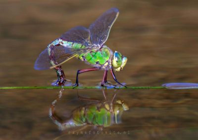 Libellen | Foto`s van diverse libellen en waterjuffers | macrofotografie