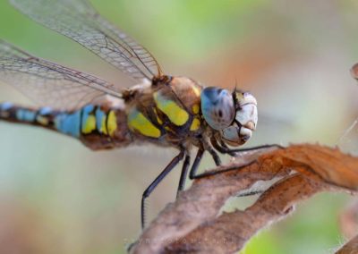 Libellen | Foto`s van diverse libellen en waterjuffers | macrofotografie