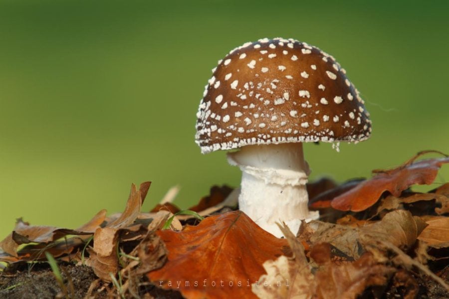 Paddenstoelen, de mooiste foto`s | Paddenstoel | Schimmels