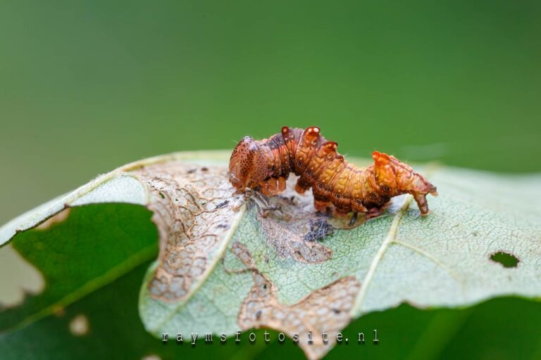Rupsen | Bijzondere rupsen | Hermelijnvlinder | Wolfsmelkpijlstaart