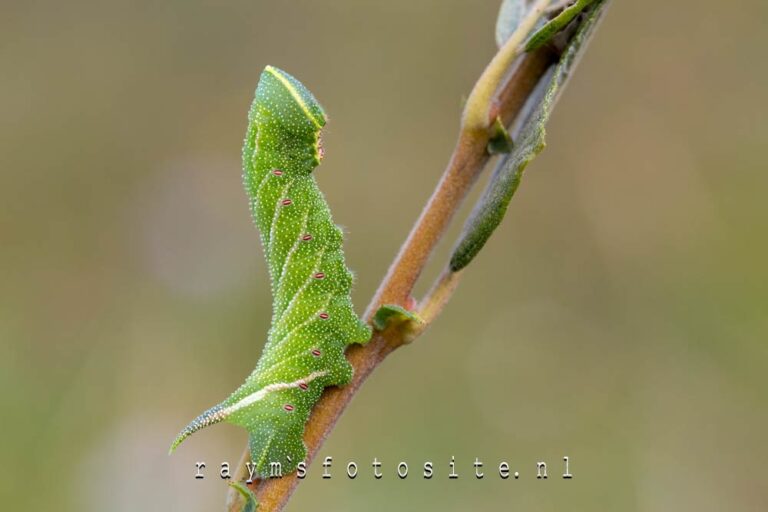 Pauwoogpijlstaart | Rups | Nachtvlinder | Pijlstaarten | Rupsen
