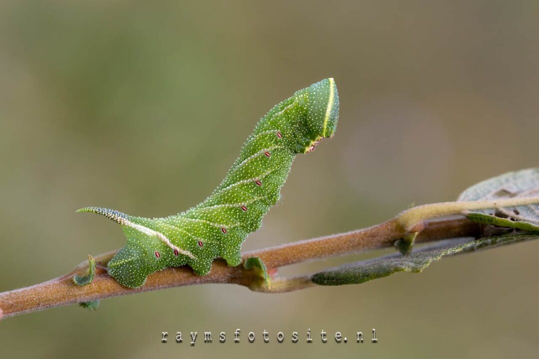 Rupsen | Bijzondere rupsen | Hermelijnvlinder | Wolfsmelkpijlstaart