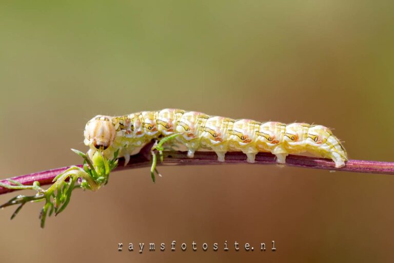 Rupsen | Bijzondere rupsen | Hermelijnvlinder | Wolfsmelkpijlstaart