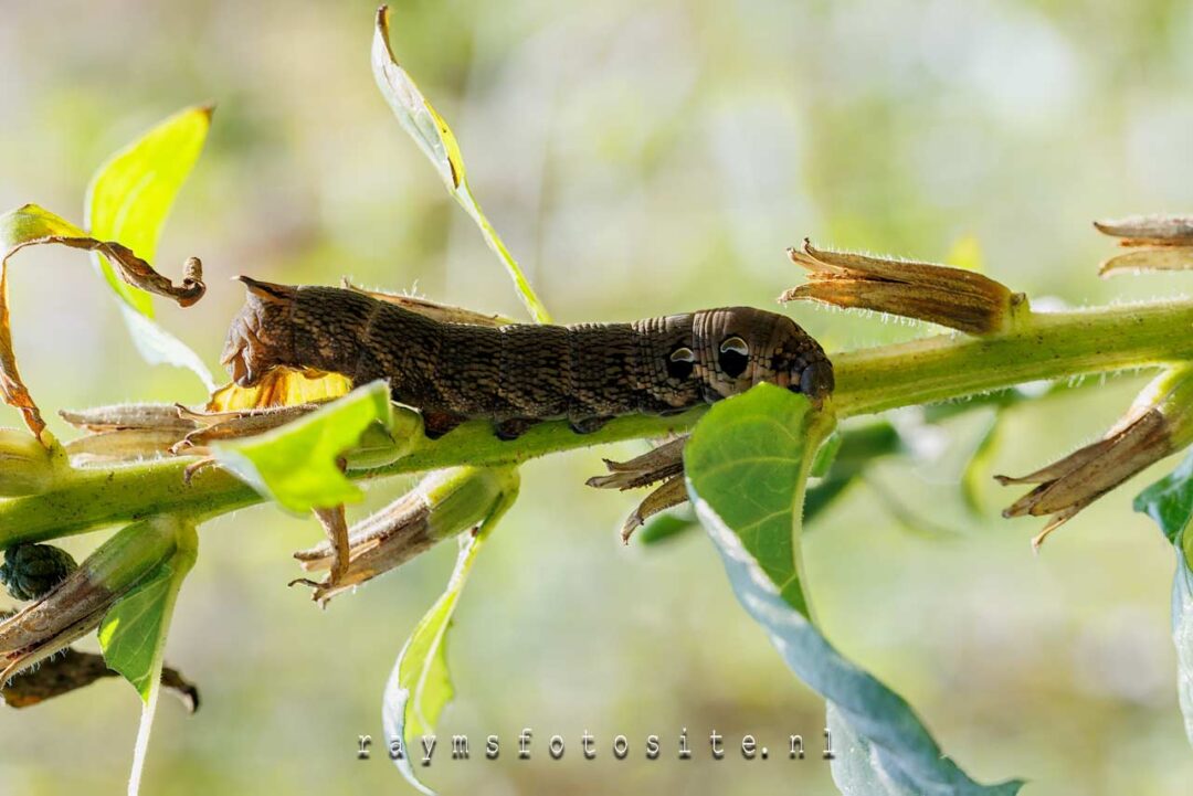 Rupsen | Bijzondere rupsen | Hermelijnvlinder | Wolfsmelkpijlstaart