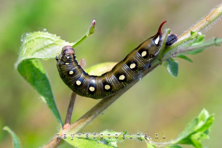 Walstropijlstaart | Vlinder en rups | Foto`s | Nachtvlinder
