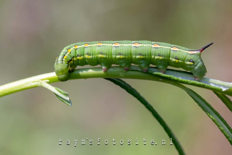 Walstropijlstaart | Vlinder en rups | Foto`s | Nachtvlinder
