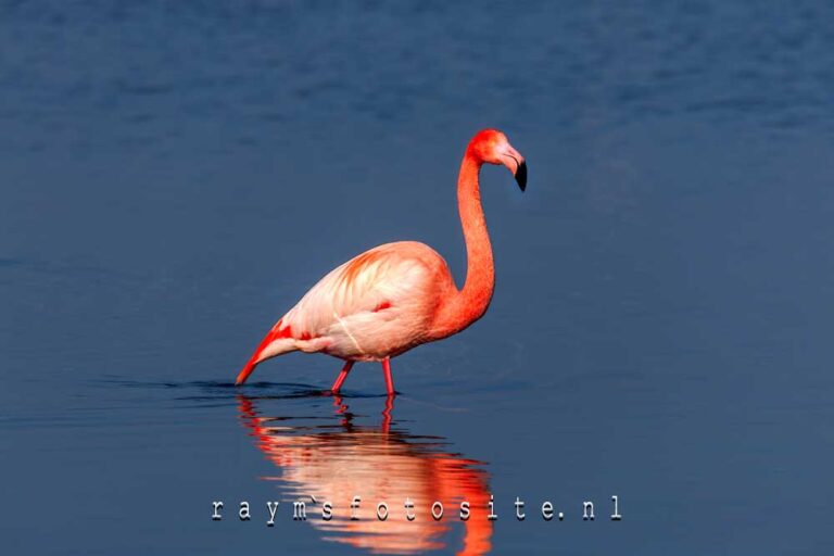 Flamingo | Nederland | Battenoord | Grevelingen | Zuid-Holland