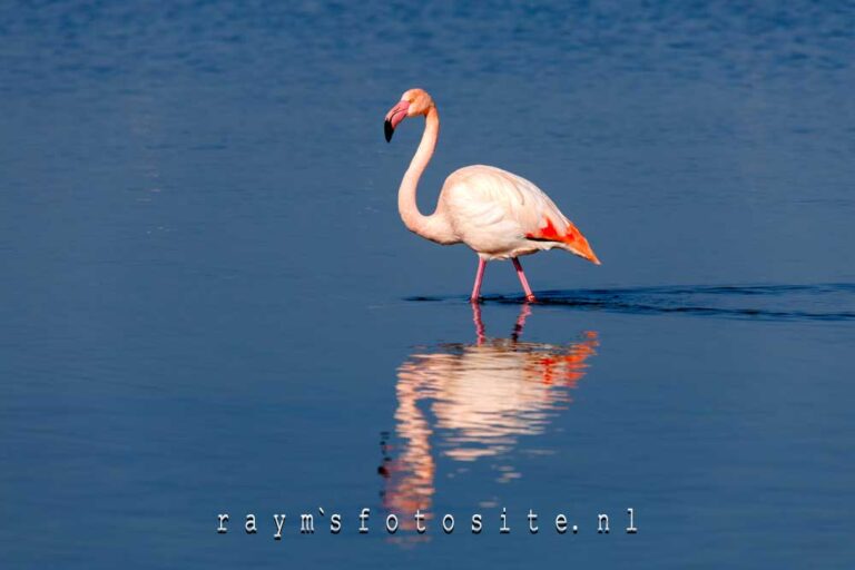 Flamingo | Nederland | Battenoord | Grevelingen | Zuid-Holland