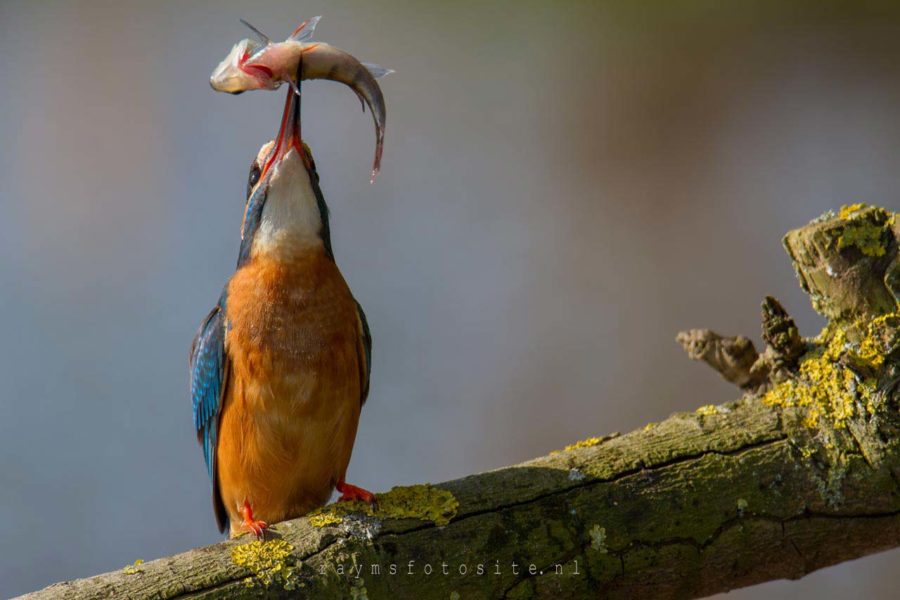 Vogels | Foto`s | Roofvogels | Uilen, Steenuilen, Ijsvogels